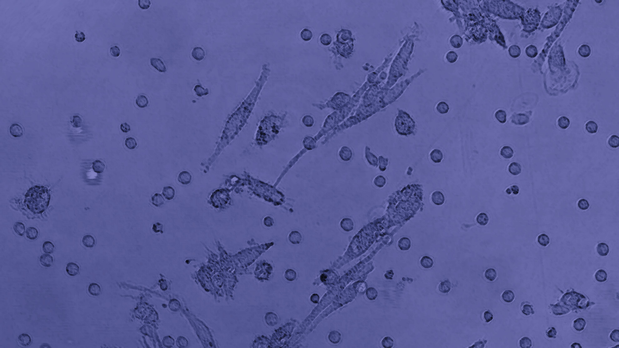 Über uns - Aca Cell Biotech GmBH